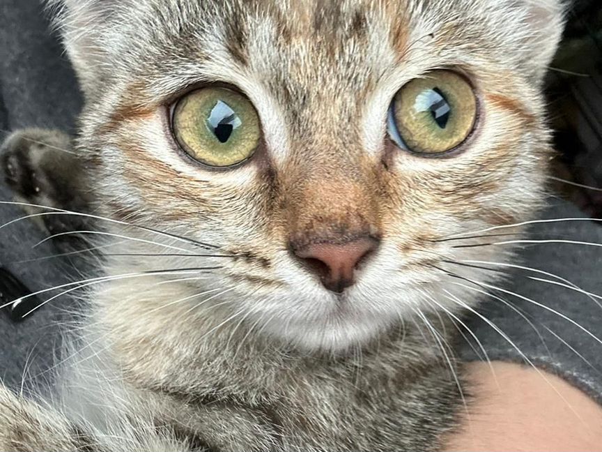 Котенка в добрые руки