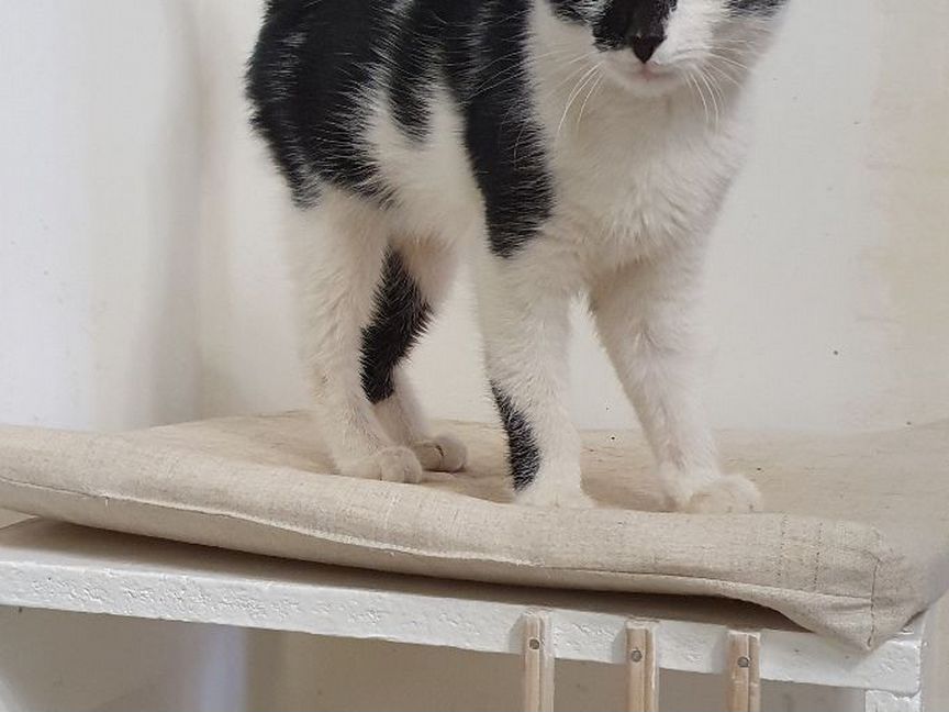 Домашние животные кошки