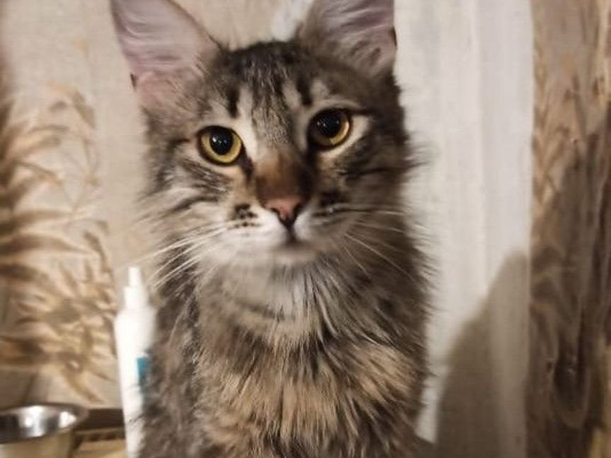Котик в добрые руки