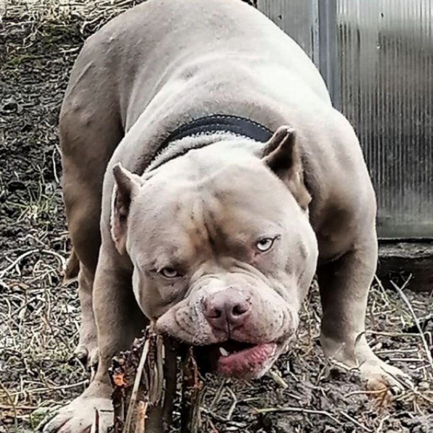 Американский булли, щенок