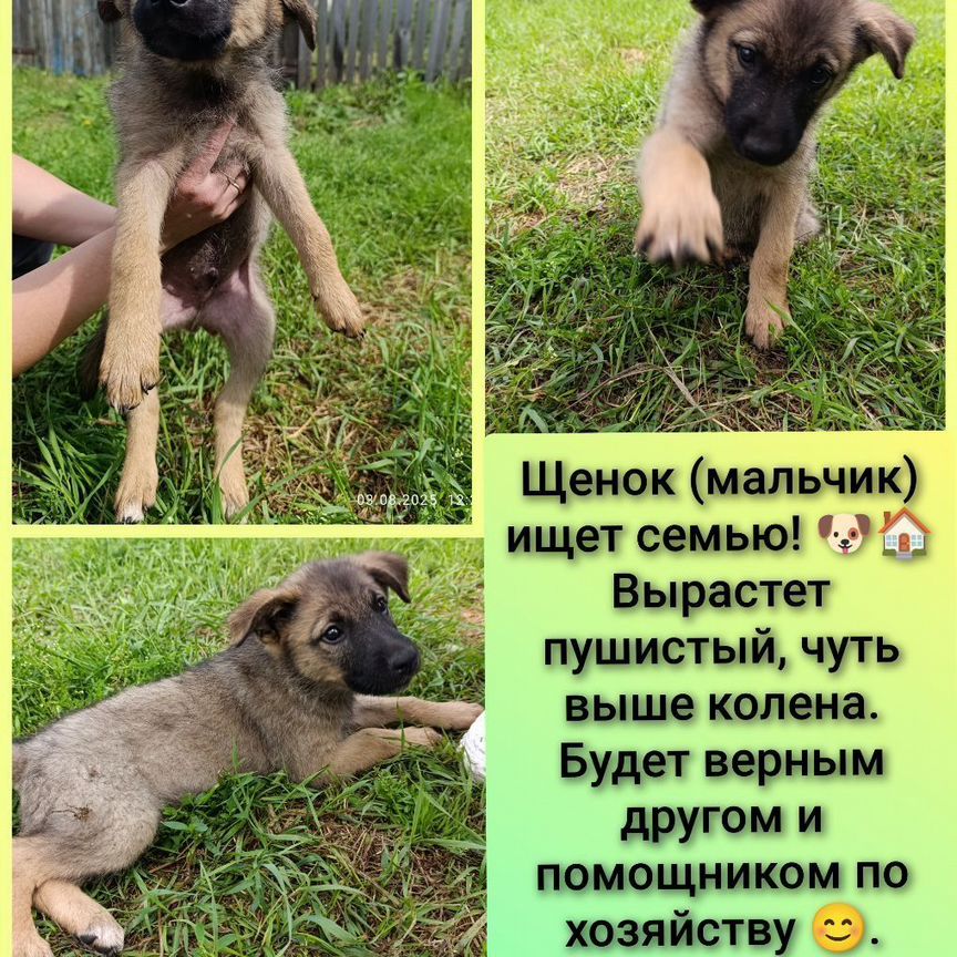 Щенок (кобелёк) друг для семьи