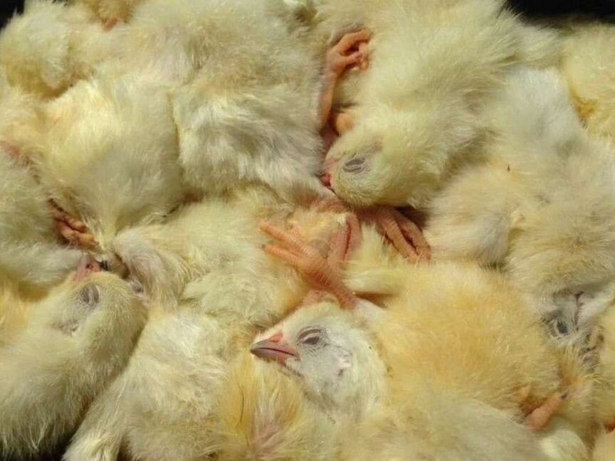 Цыплята суточные замороженные