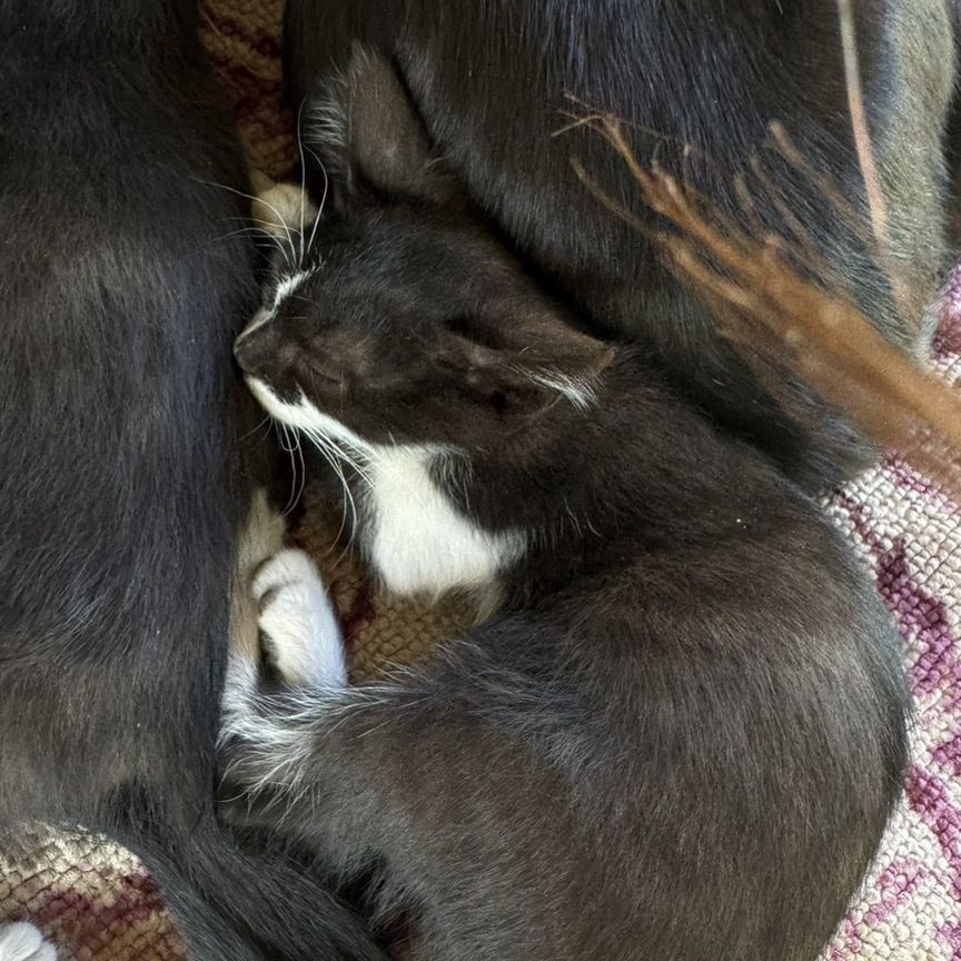 Котята
