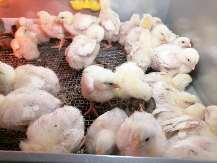 Бройлерных цыплята Кобб 500 Турция 7 дней