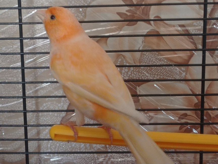 Кенар