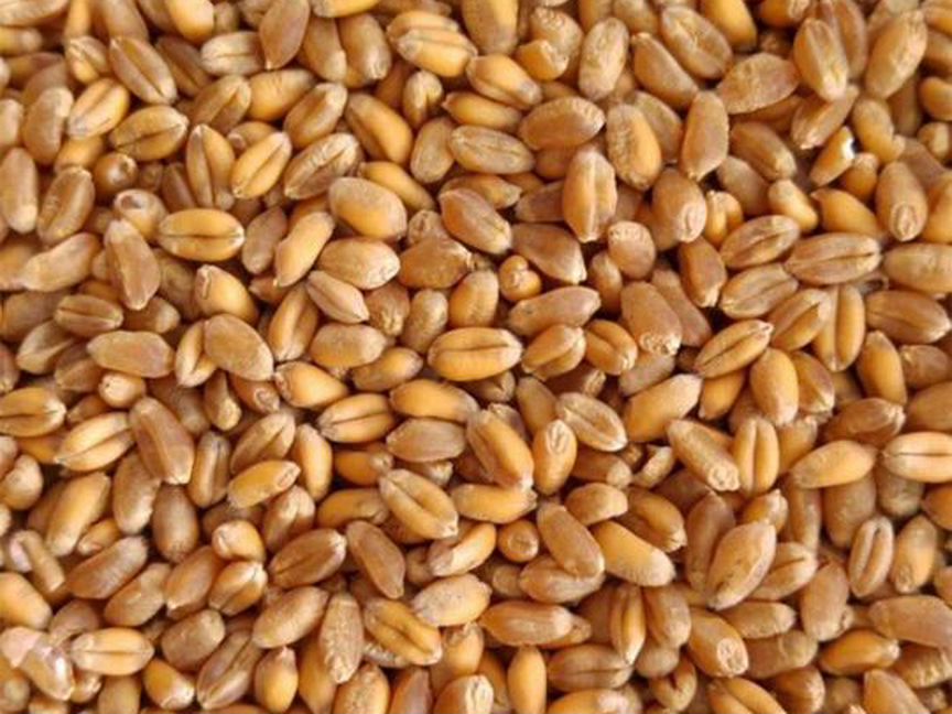 Пшеница, ячмень,дробленка урожай 2022