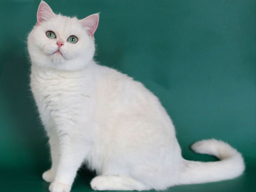 Серебристая шиншилла стерилизована