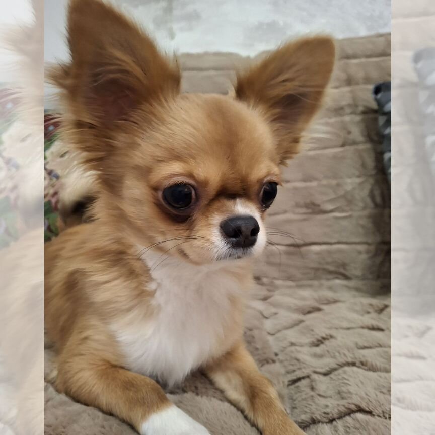 Чихуахуа, взрослая собака