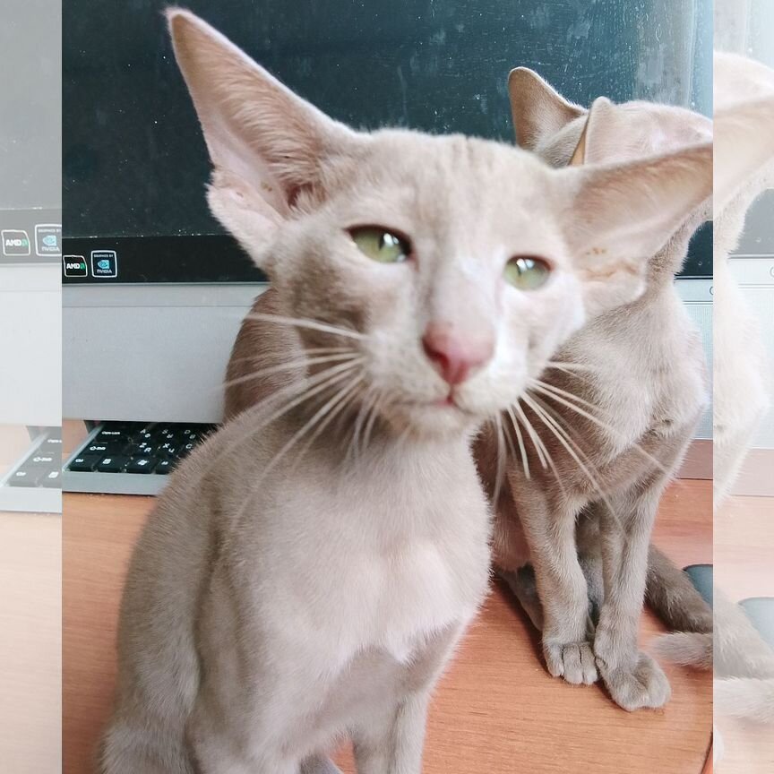 Ориентальный котёнок