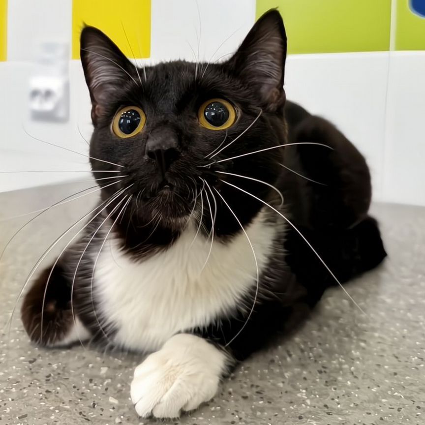 Котёнок в добрые руки