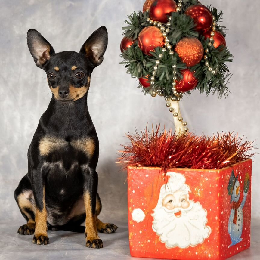 Пражский крысарик, щенок