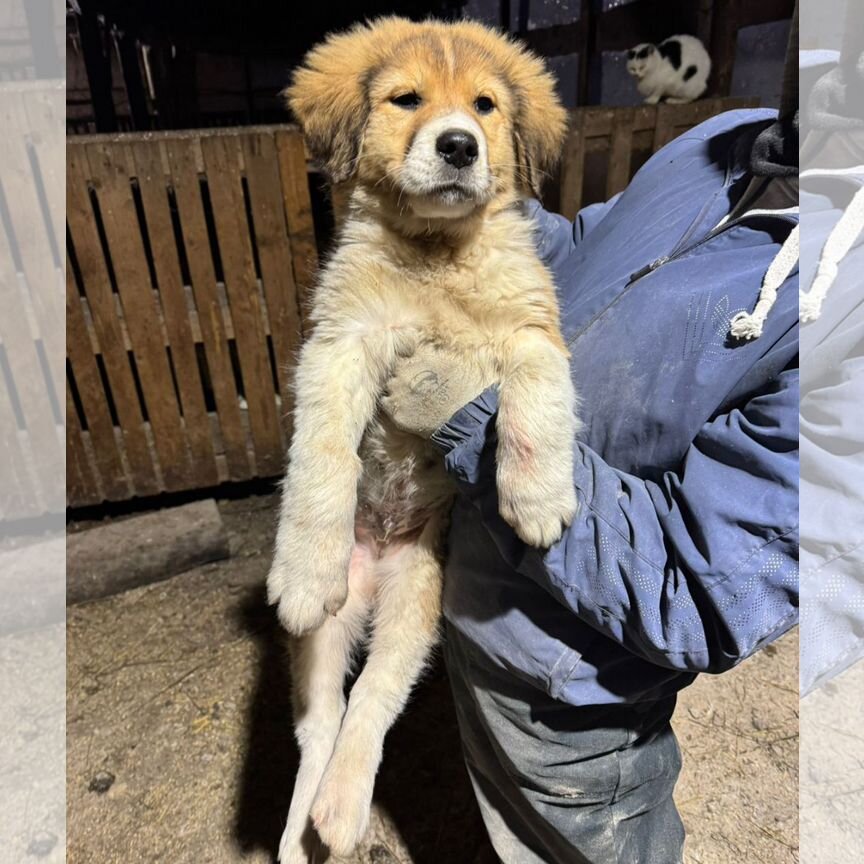 Среднеазиатская овчарка, щенок