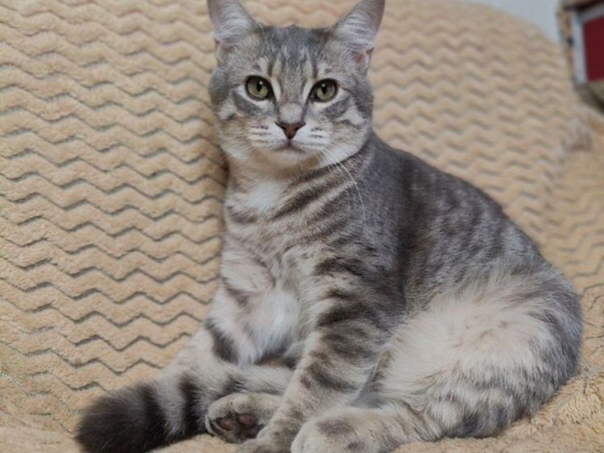 Ищет дом замечательный Котенок Чупа