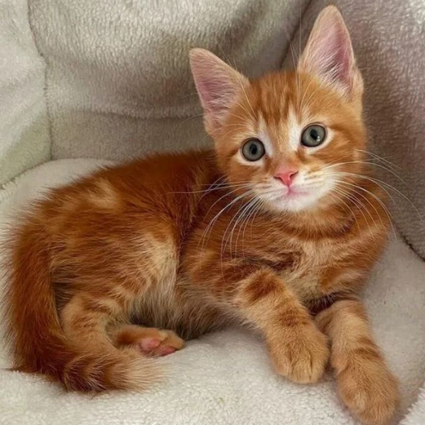 Красный рысенок