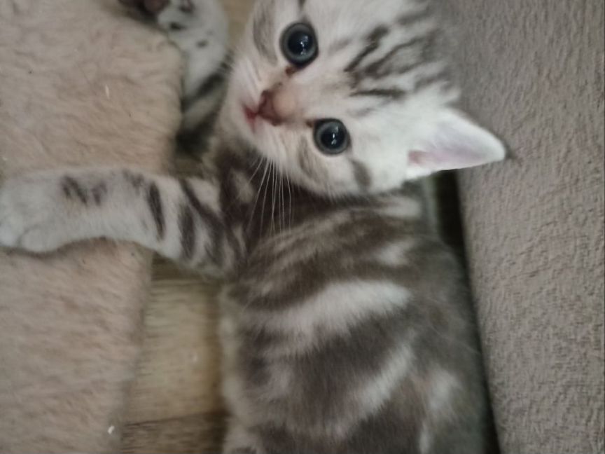 Шотландские котята