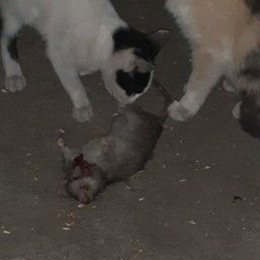 Котята от крысоловки