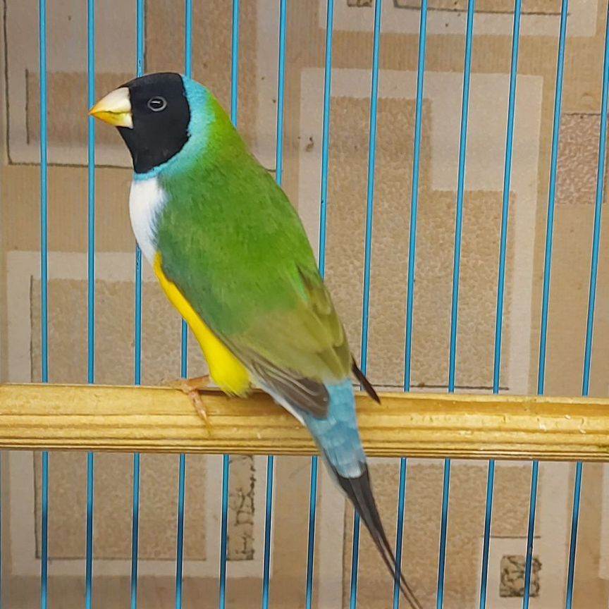 Амадины гульда