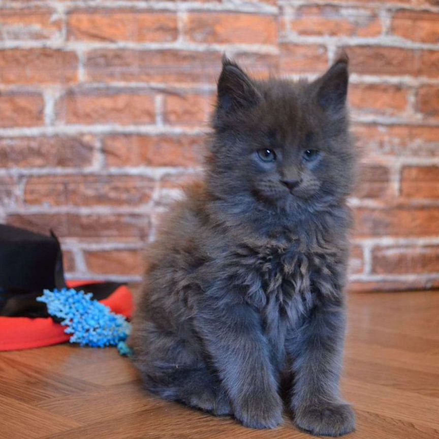 Котята мейн кун продажа