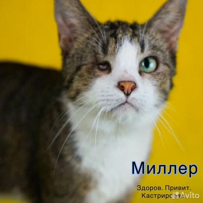 Миллер ищет дом