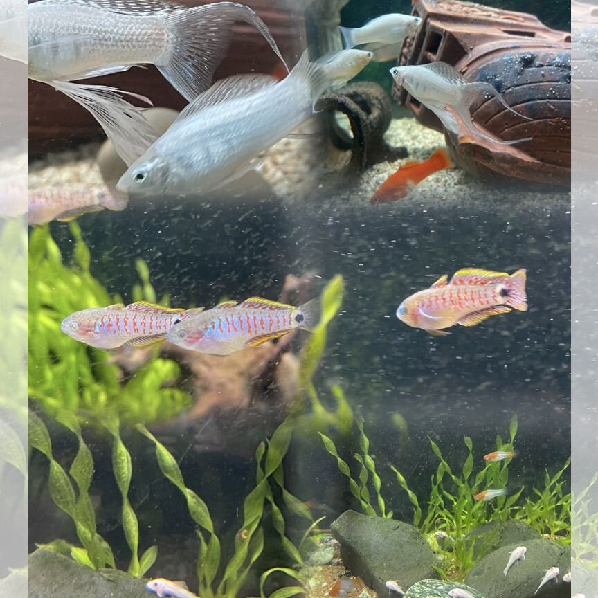 Аквариумные рыбки