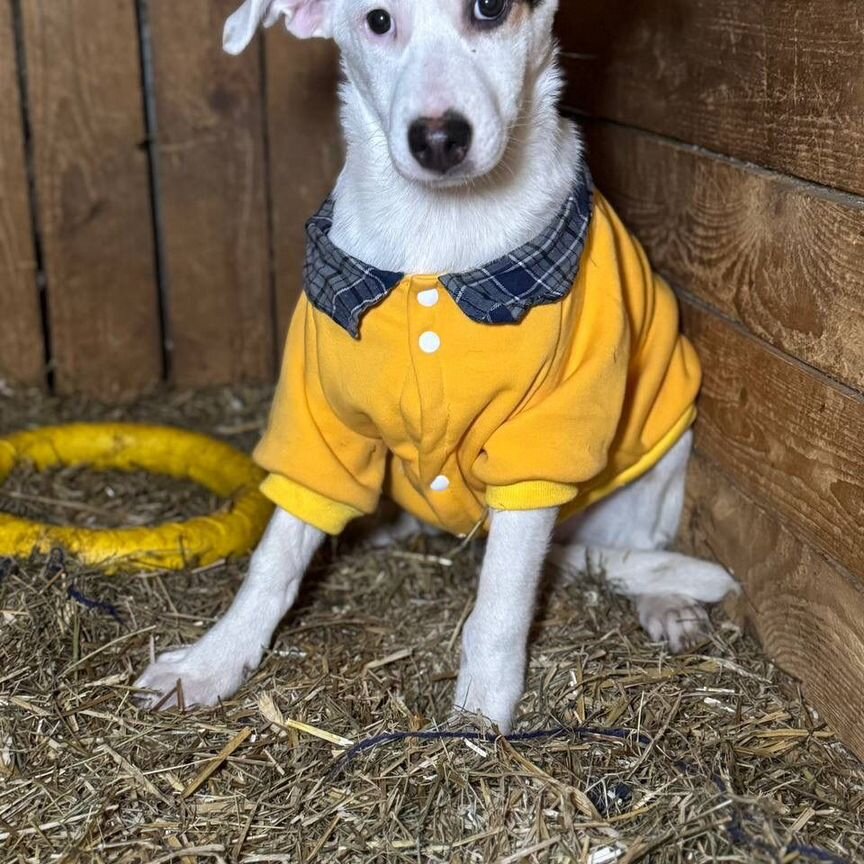 Щенок в добрые руки