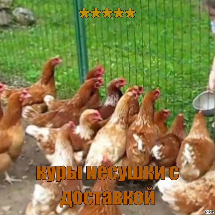 Куры несушки в адрес без хлопот