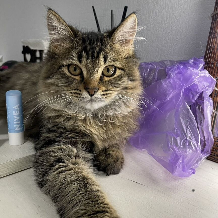 Кот в добрые руки