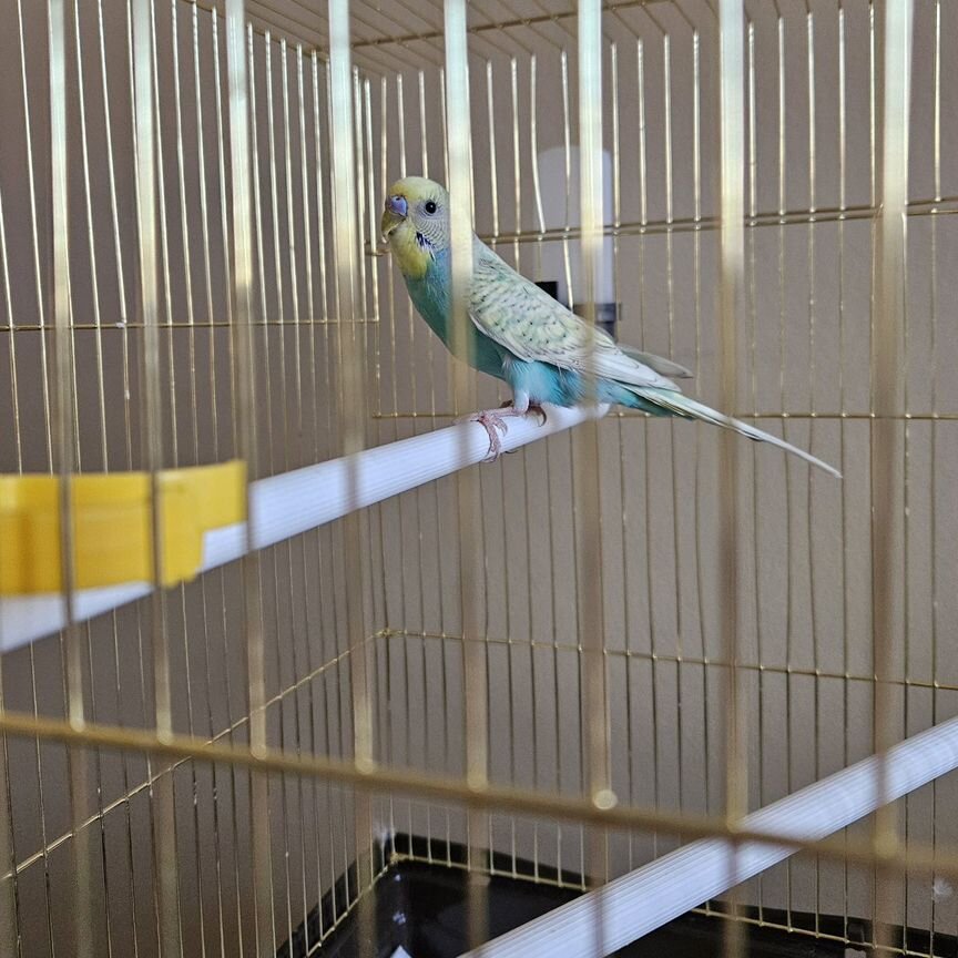 Волнистый попугай самец с клеткой