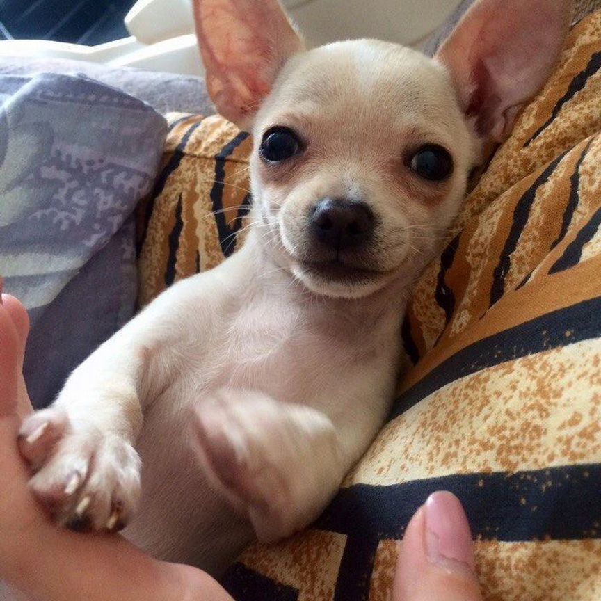 Чихуахуа щенки