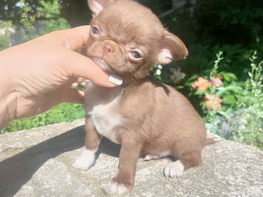 Чихуахуа мальчик экстримальный