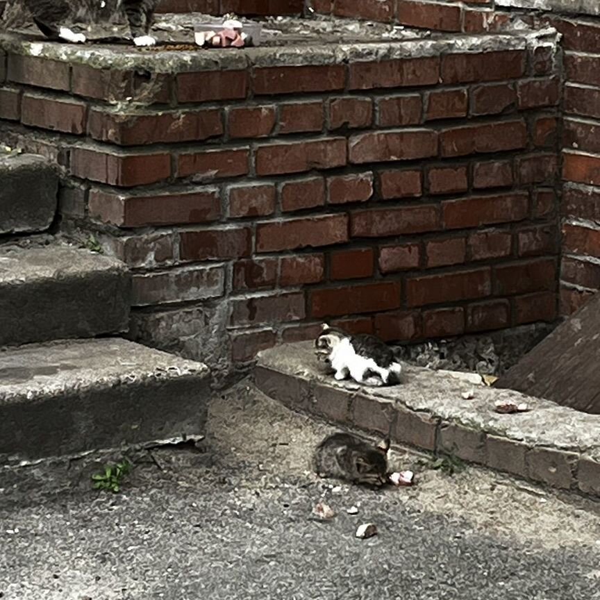 Котята в добрые руки