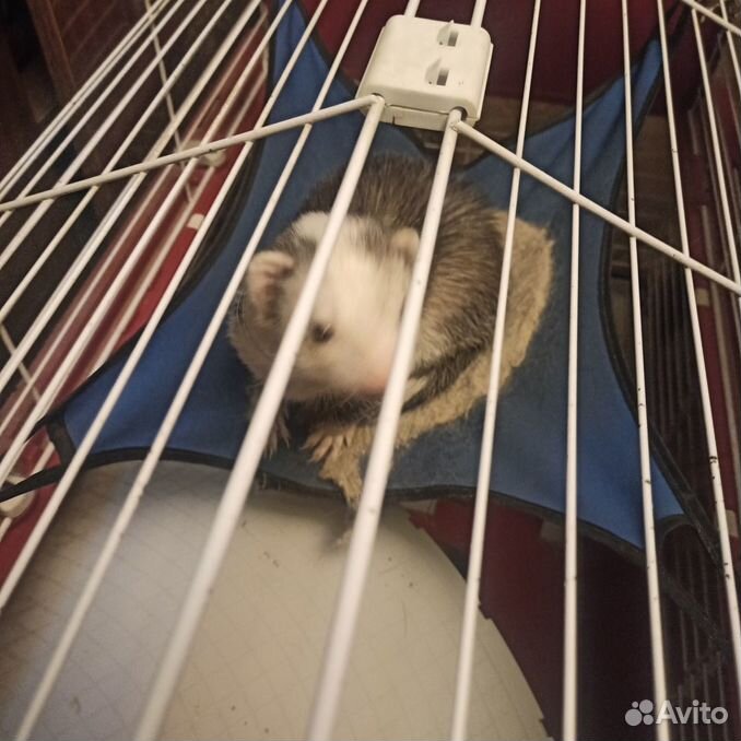 Хорёк. Полтора годика. Продаю с клеткой