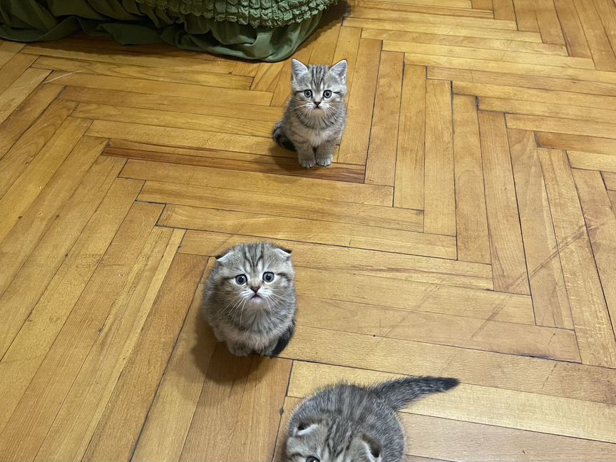 Шотландские котята