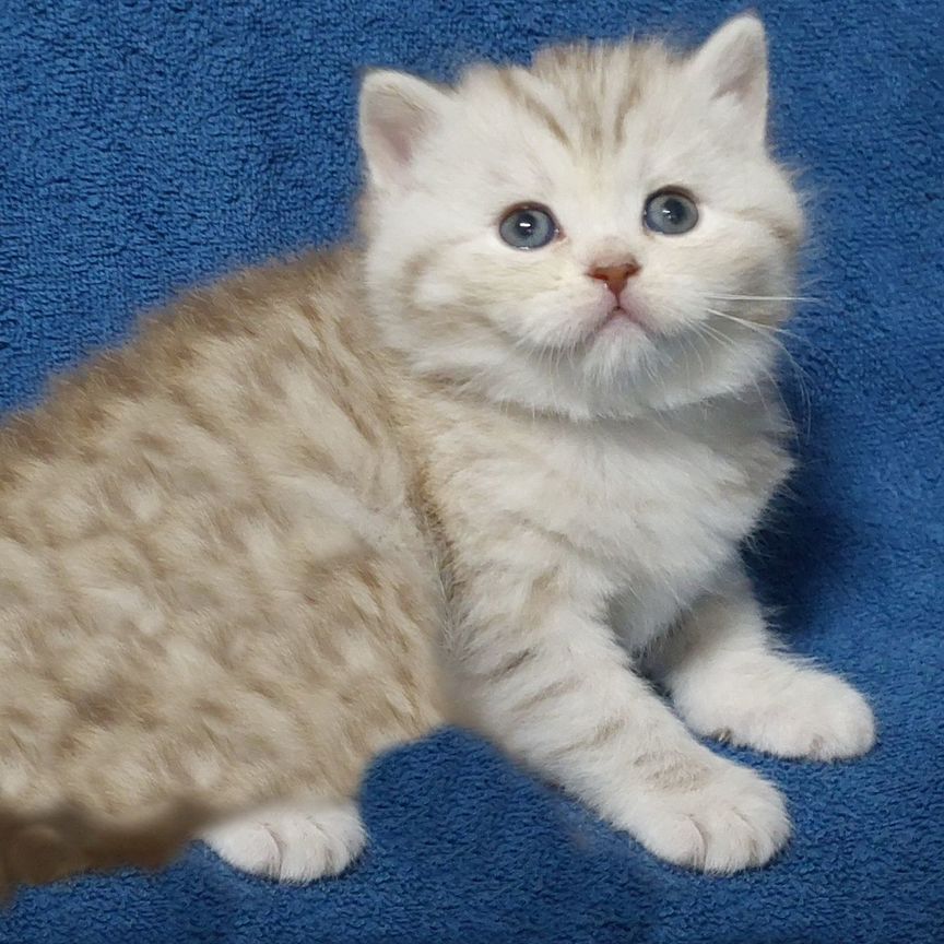 Шотландский вислоухий короткошёрстный котёнок