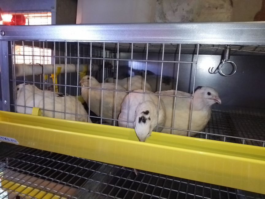 Инкубационные яйцо Перепел Радонежский