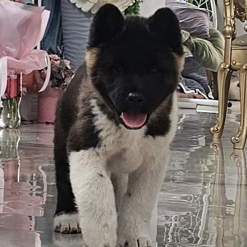 Американская акита, щенок