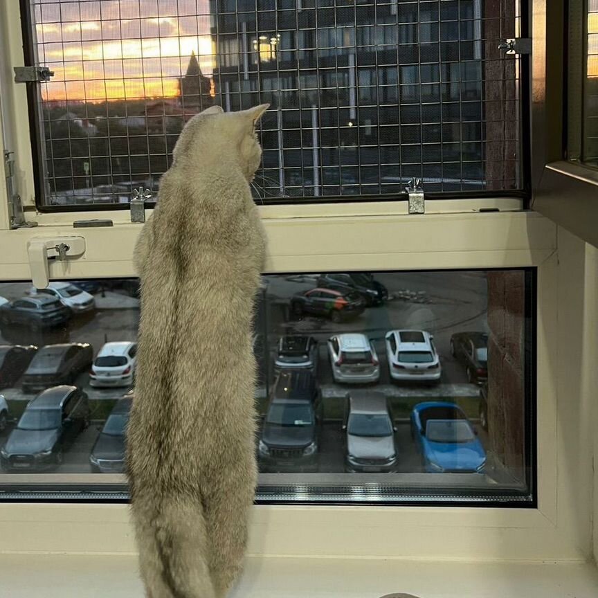 Решетка антикошка / сетка антикошка на окна