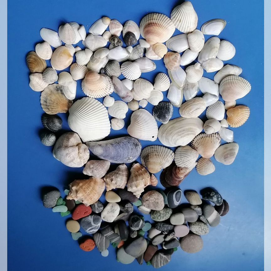 Ракушки и галька для аквариума и поделок