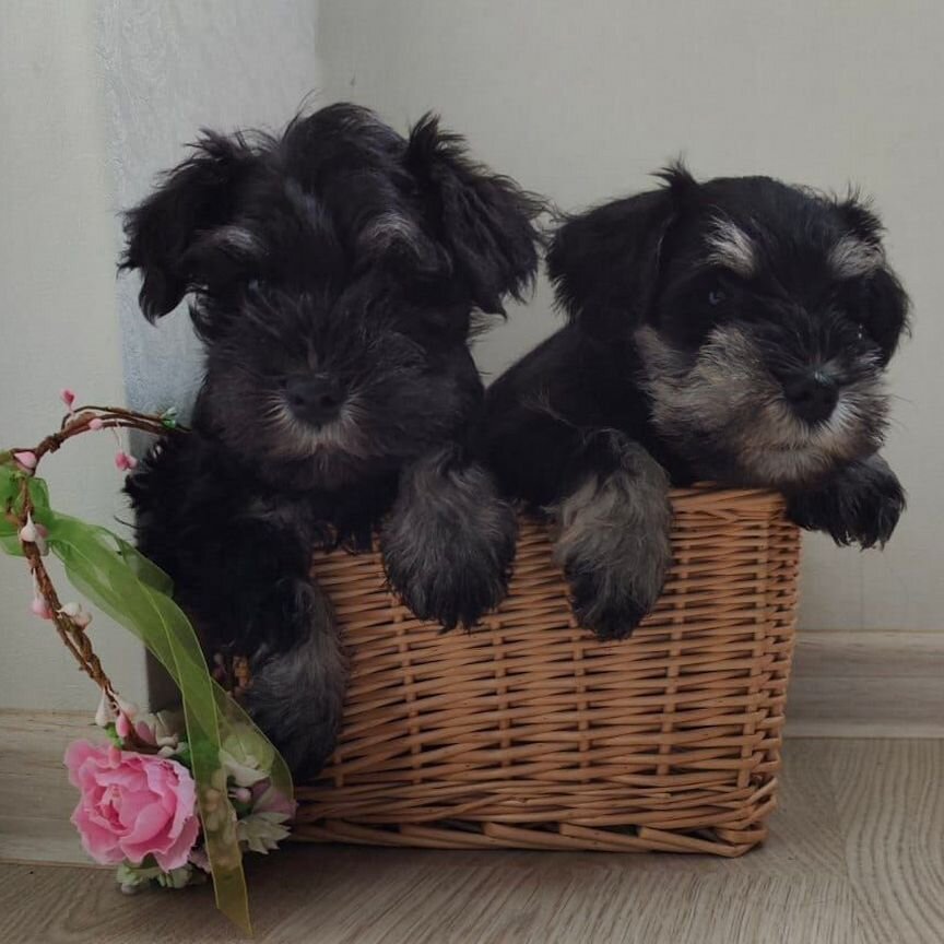 Цвергшнауцер, щенок