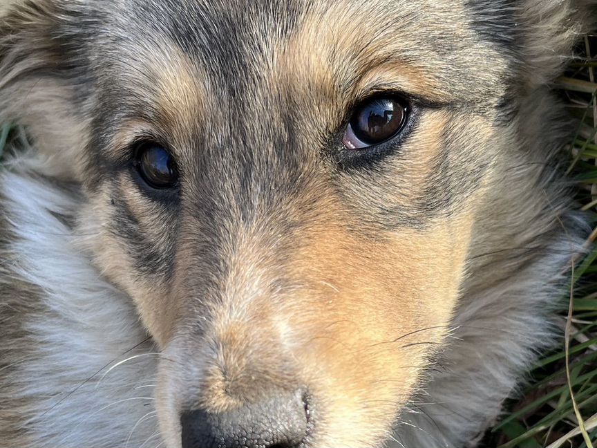 Щенок в добрые руки бесплатно