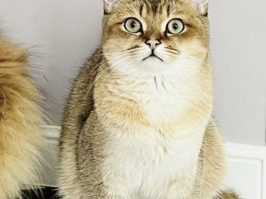 Котик золотой британский Максик