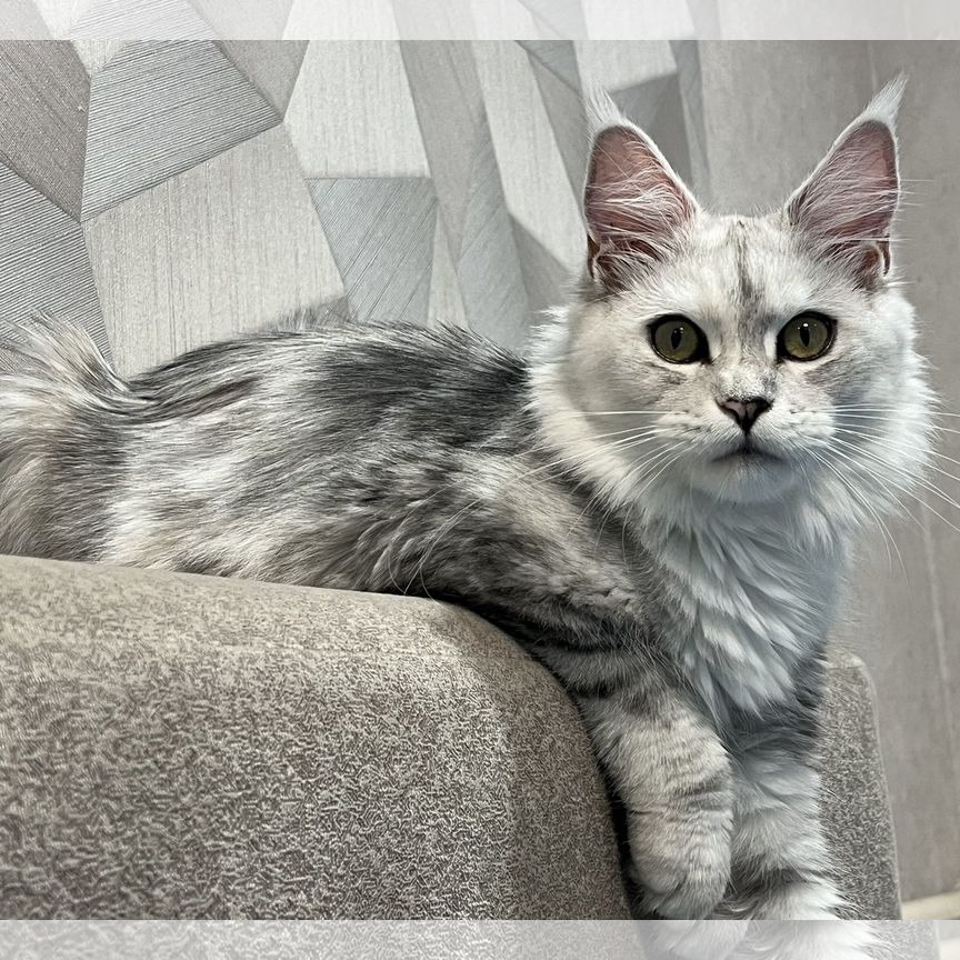 Мейн-кун котёнок