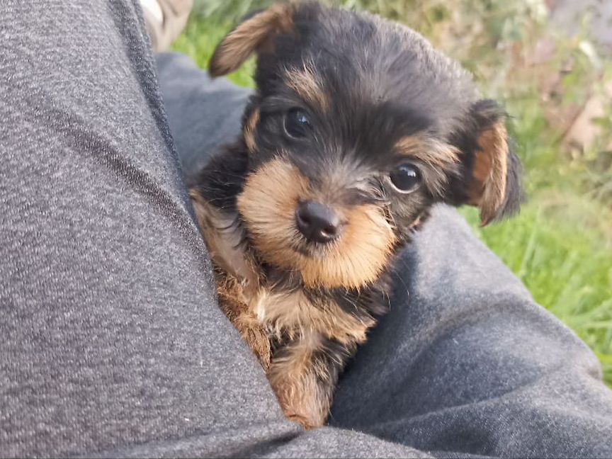 Продаются 2 очаровательных мальчугана ёрки