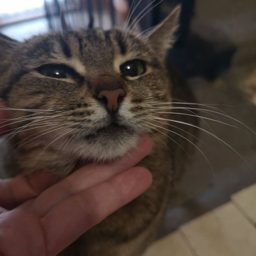 Котик или кошечка потеряшка