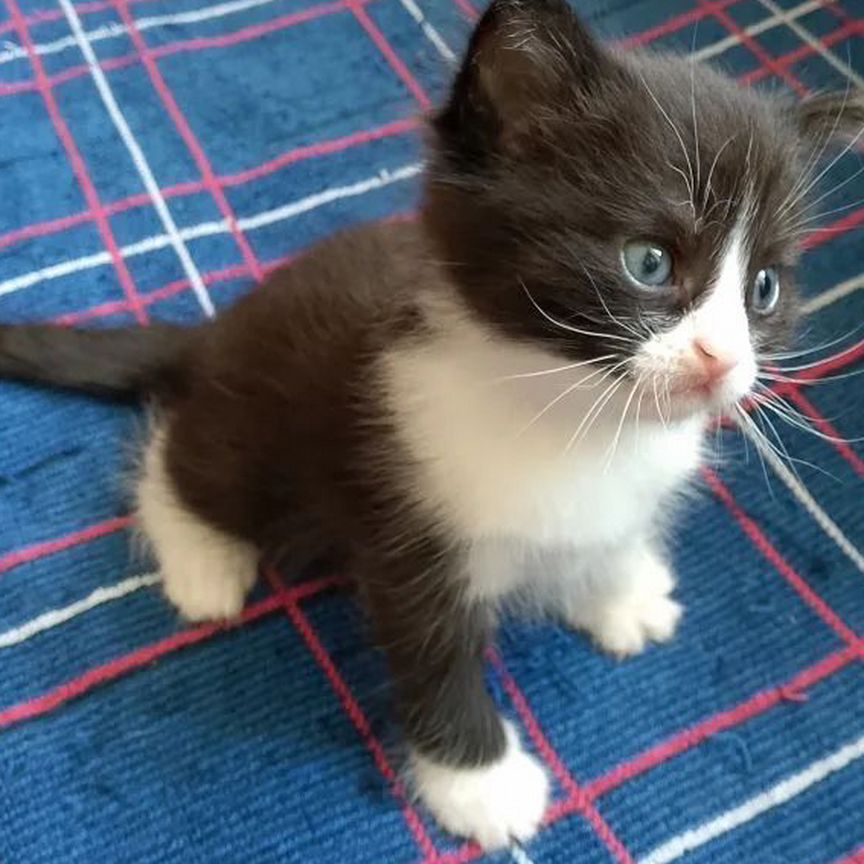 Сибирский котёнок