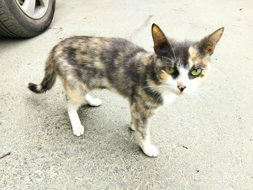 Кошка просит помощи