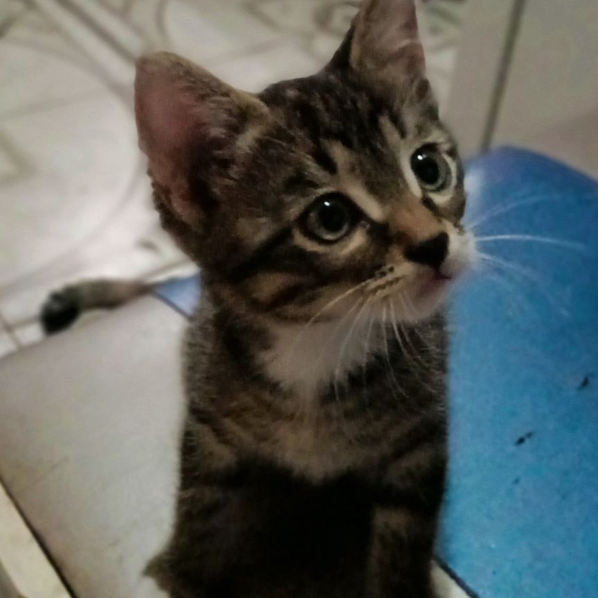 Отдам в добрые руки