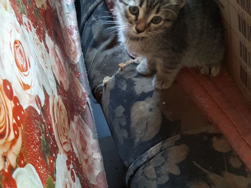 Кошка
