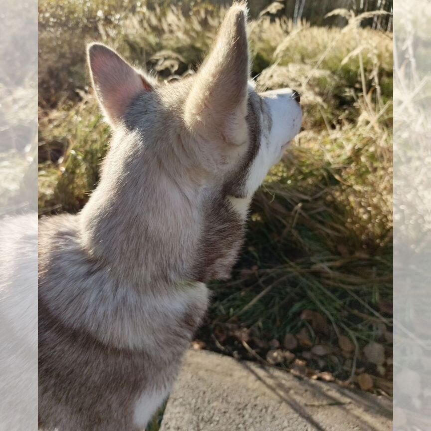 Сибирский хаски, щенок