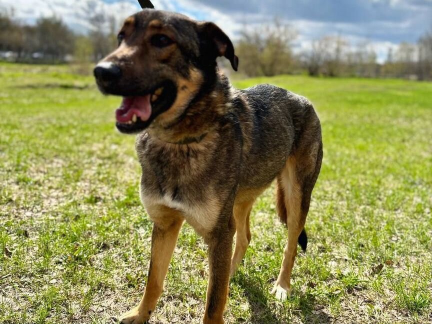 Собака в добрые руки